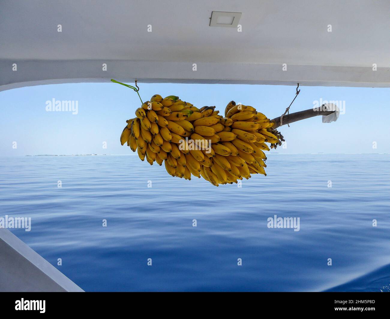Large bunch of fresh bananas hanging from the deck on a liveaboard boat ...