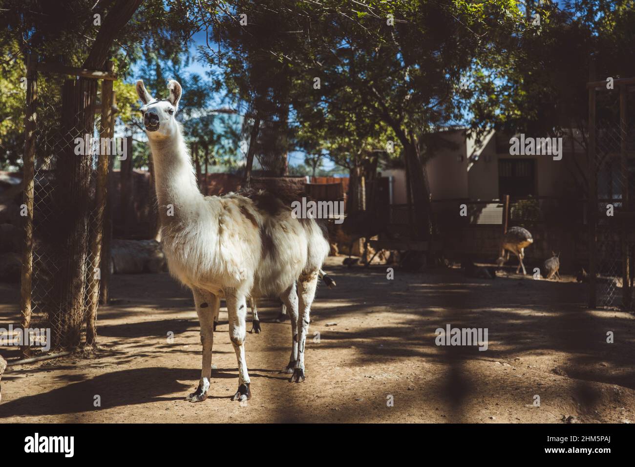 White and brown llamas in the small zoo in Limassol, Cyprus Stock Photo ...