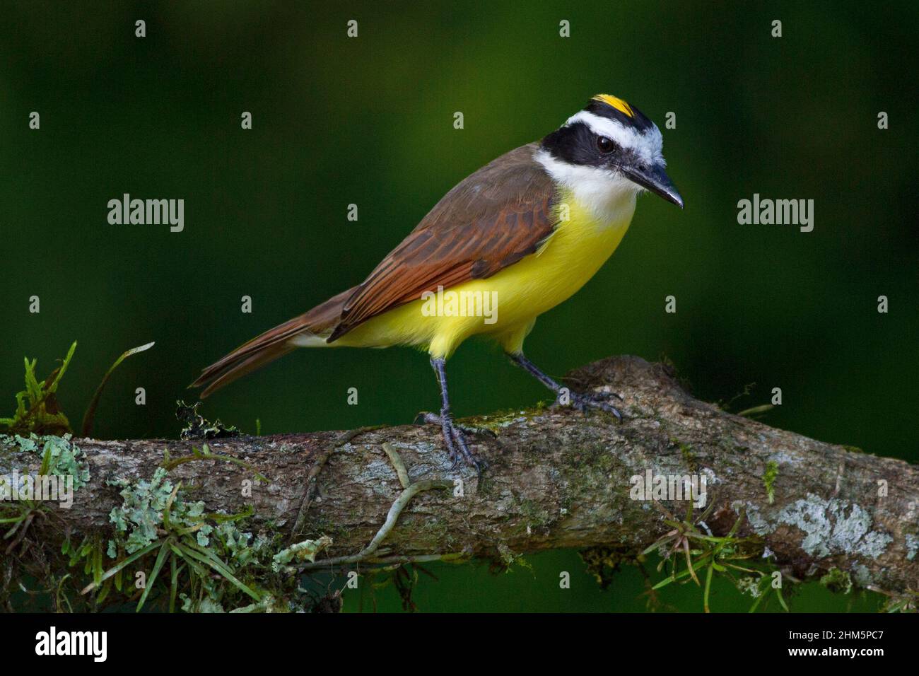 White-ringed flycatcher (Conopias albovittatus) perched on branch ...