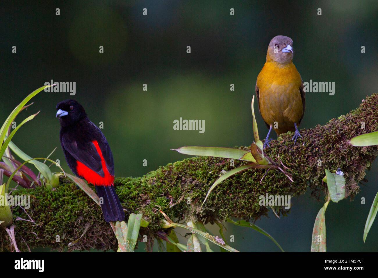 Male and female scarlet-rumped tanagers (Ramphocelus passerinii ...