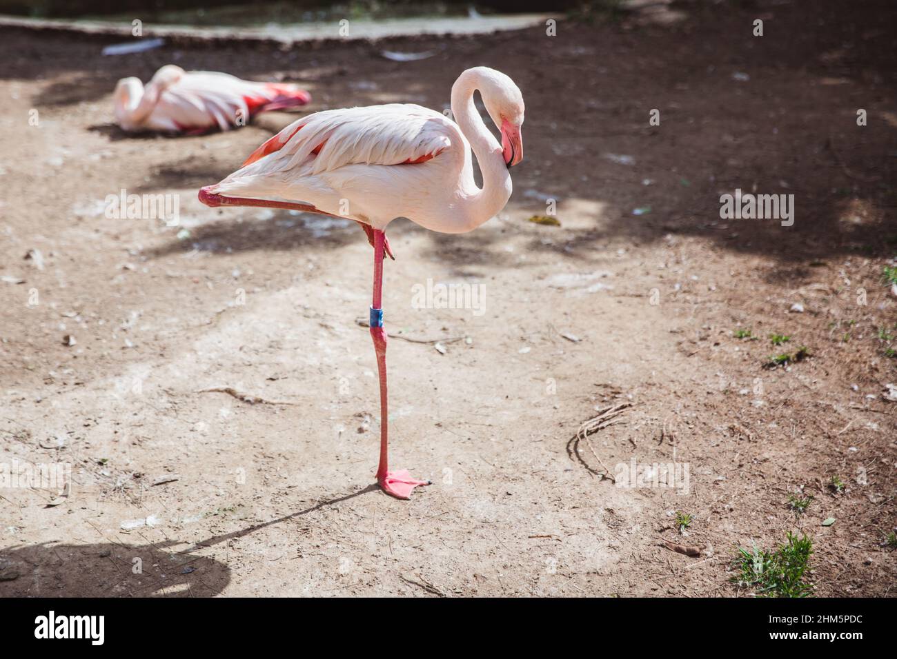Beautiful Pink flamingos stay in one leg in small zoo, Cyprus Stock ...