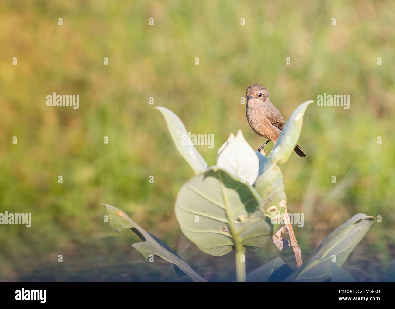 Cute Female Bush chat perching on a plant with green background Stock ...