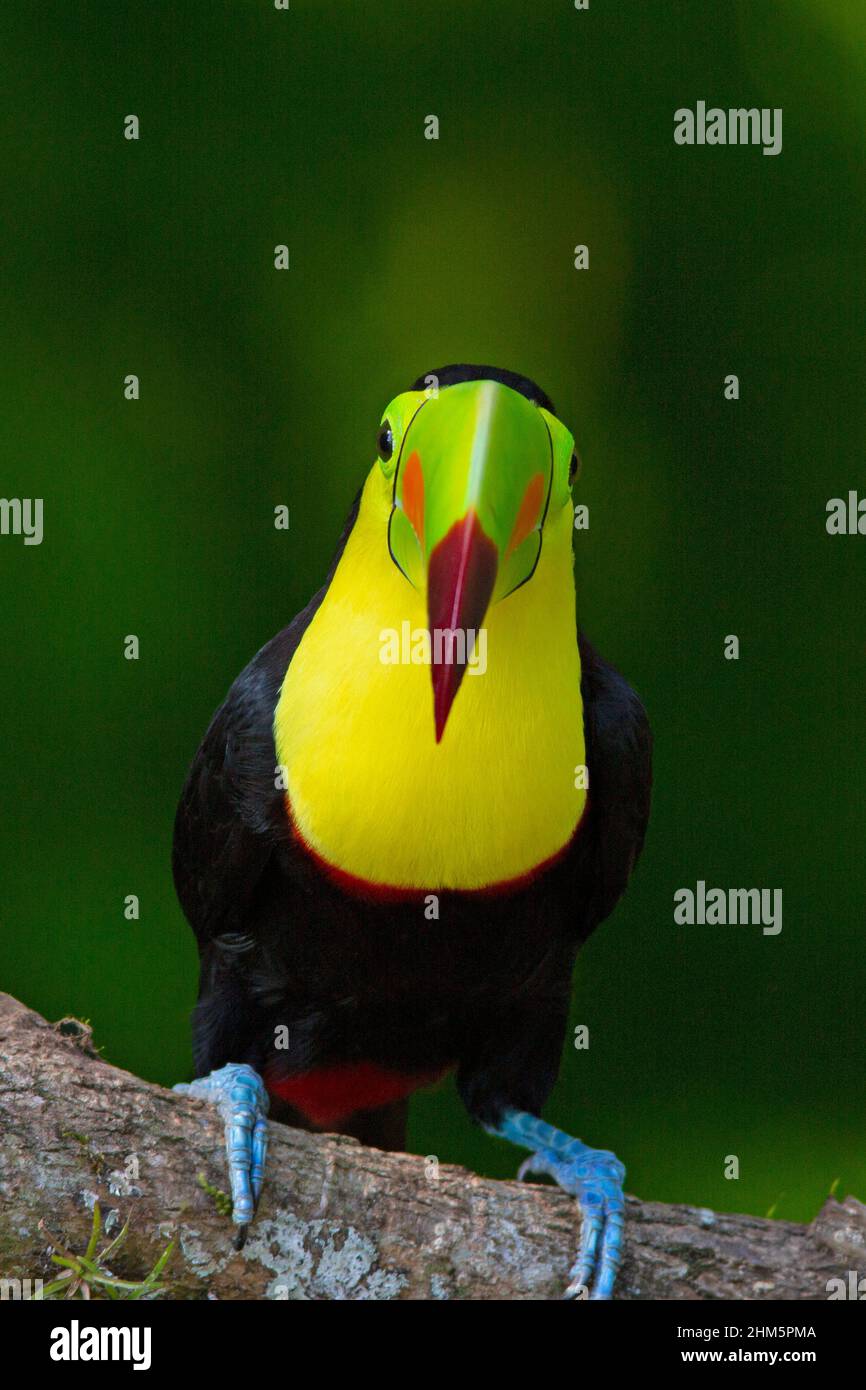Keel-billed Toucan (Ramphastos sulfuratus) on branch. Lowland ...
