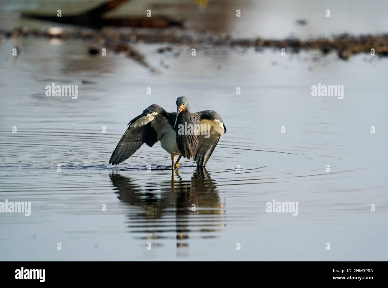Beautiful aquatic bird in the water in Myakka State Park Stock Photo ...