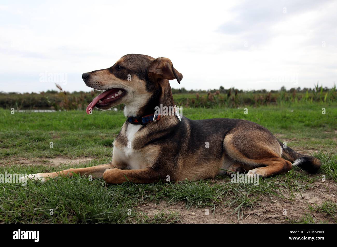 Portrait of a mixed race dog posing outdoors Stock Photo - Alamy