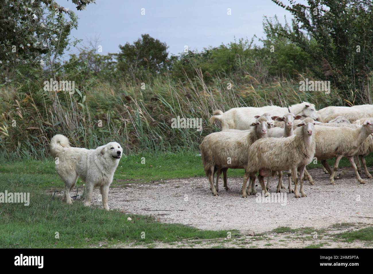 Fluffy shepherd's dog guarding his sheep Stock Photo - Alamy