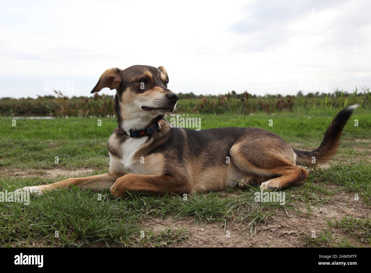 Adorable mixed race dog resting outdoors Stock Photo - Alamy