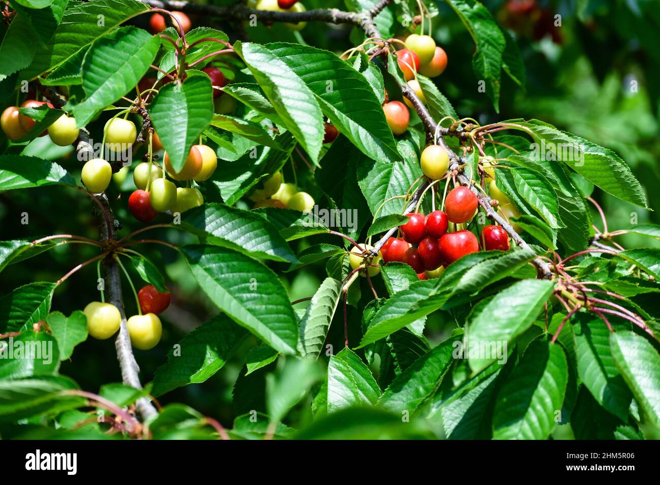 Growing cherries hang on a branch Stock Photo - Alamy