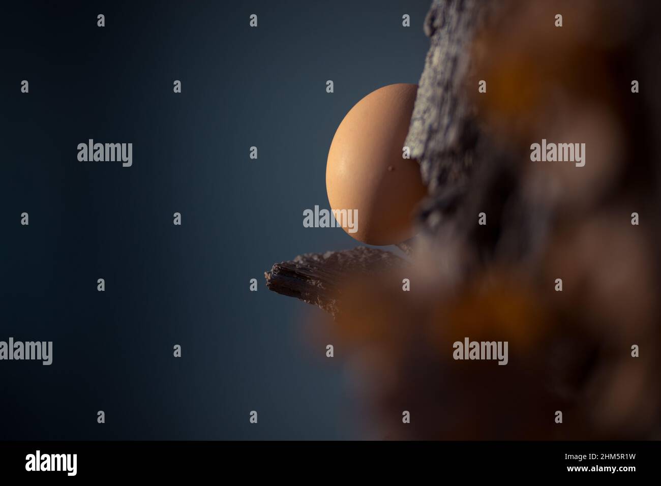 Brown hens egg on a wood. Close-up. Concept Stock Photo - Alamy
