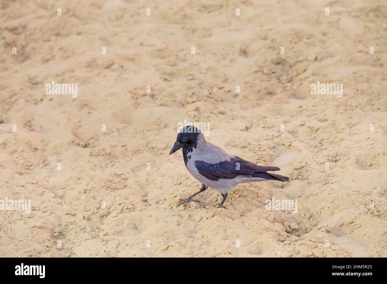 A closeup of a hooded crow walking on beach sand of a park lake shore ...