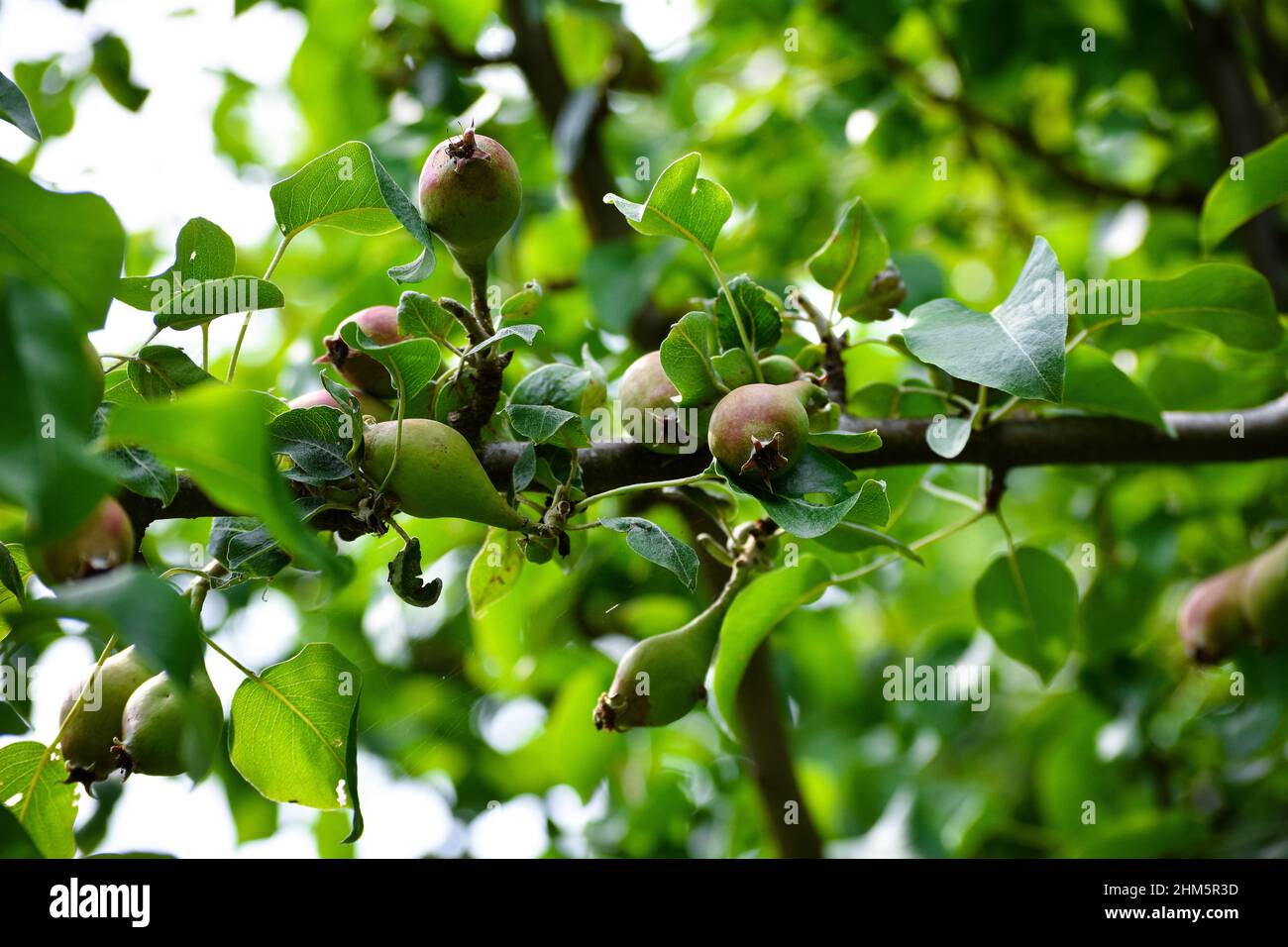 Delicious pears grow on a tree Stock Photo - Alamy