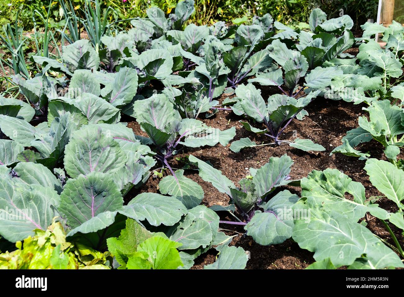 Kitchen garten hi-res stock photography and images - Alamy