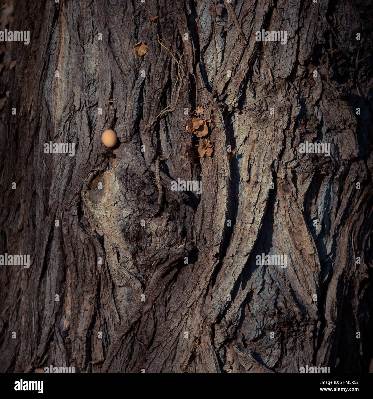 Brown hens egg on a wood. Close-up. Concept Stock Photo - Alamy