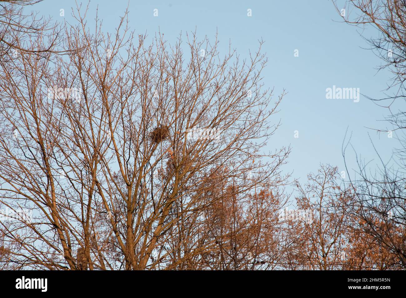 Crows nest in tree hi-res stock photography and images - Alamy