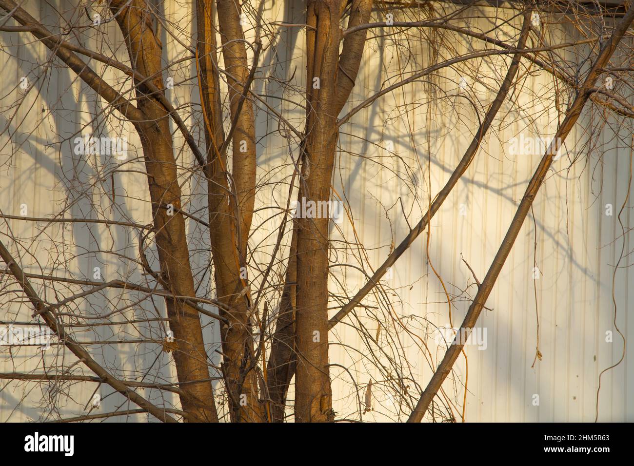 A closeup of young tree trunks and leafless branches against white ...