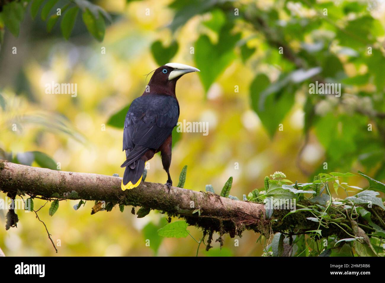 Chestnut headed oropendola hi-res stock photography and images - Alamy