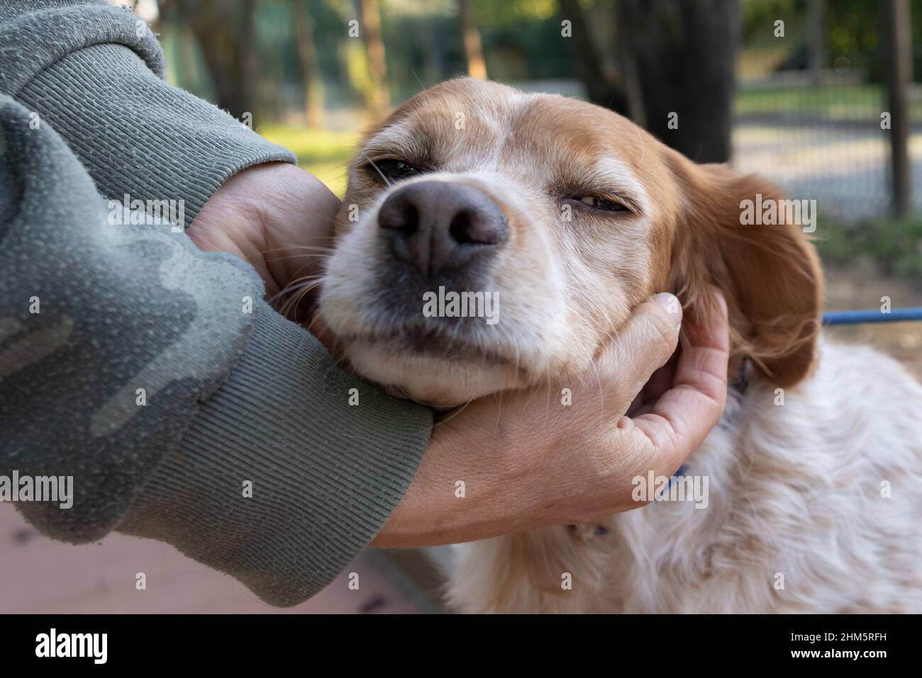 Rescue Brittany dog being caressed Stock Photo - Alamy