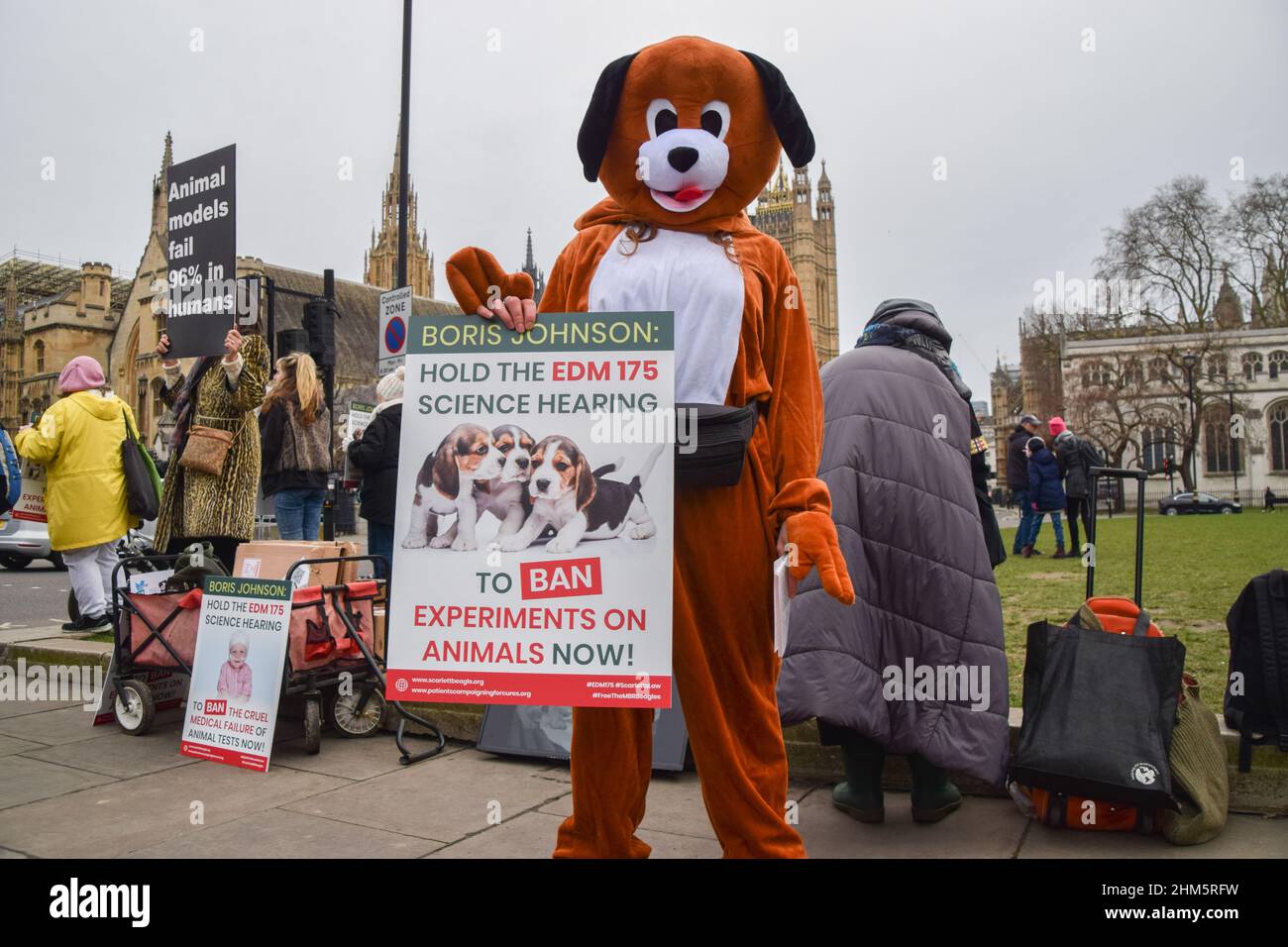 Beagle breeding facility hi-res stock photography and images - Alamy
