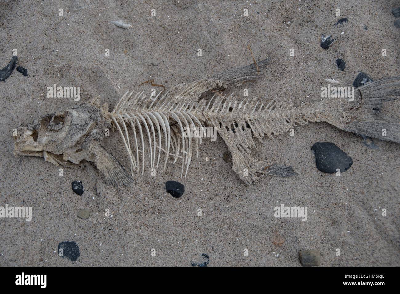 A fish bone washed up on the beach of the Baltic Sea Stock Photo - Alamy