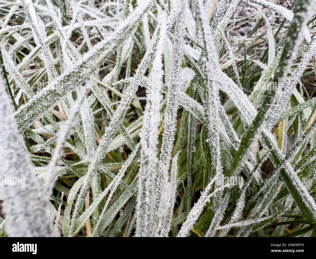 Blades of grass covered with hoarfrost hi-res stock photography and ...