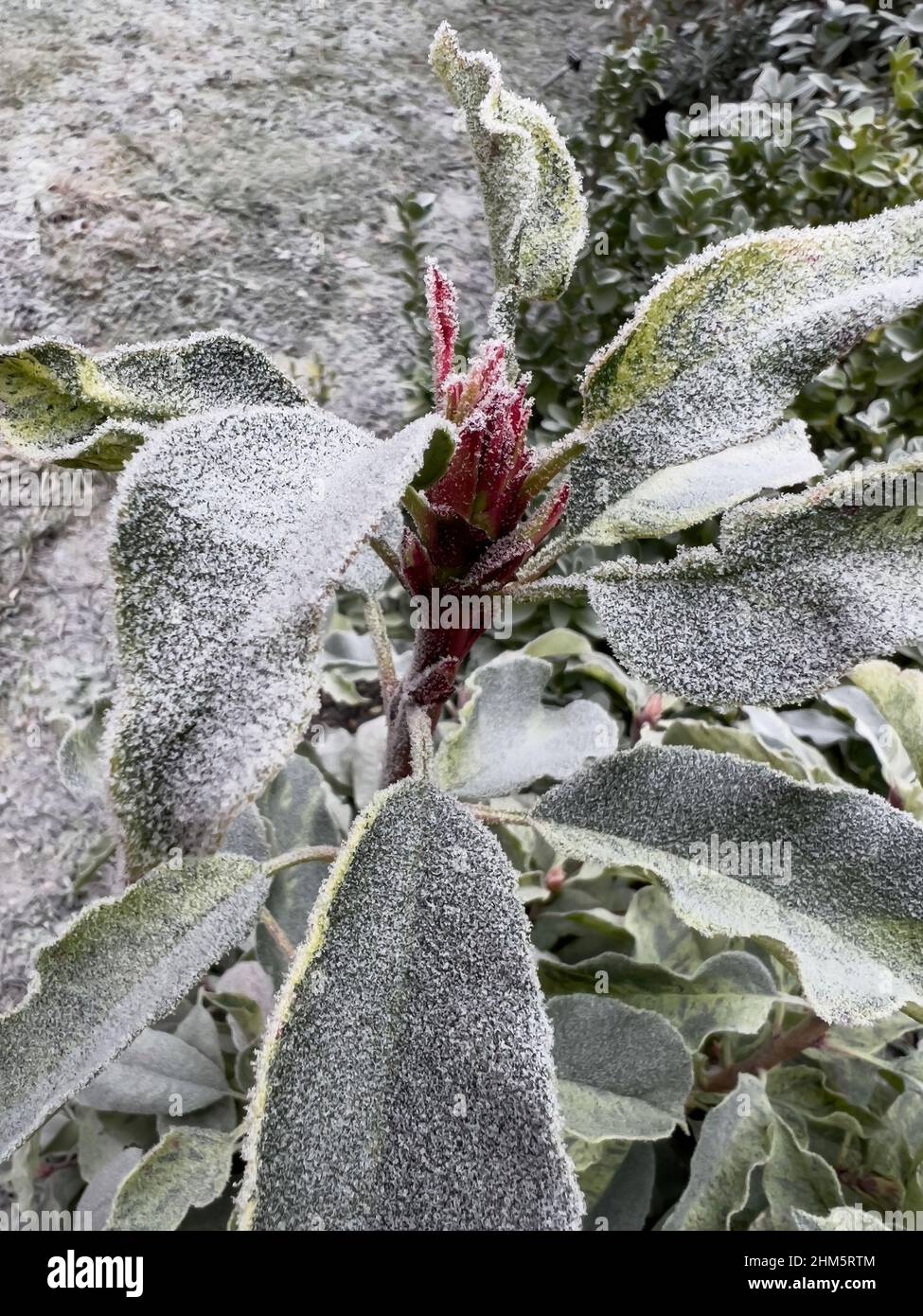 Green leaves of a bush covered with frost blue color cast Stock Photo ...