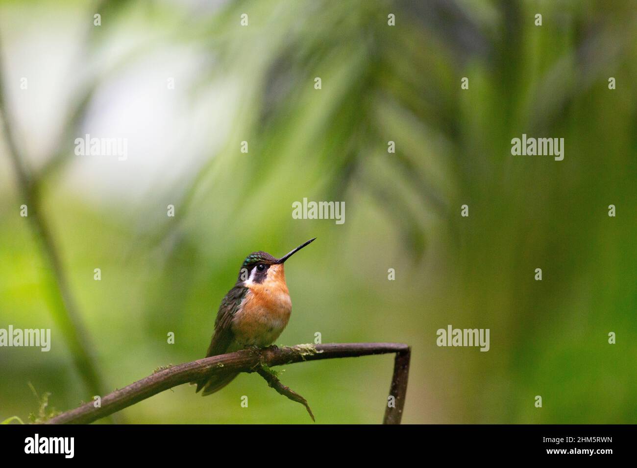 Female Purple-throated Mountain-gem hummingbird (Lampornis calolaemus ...
