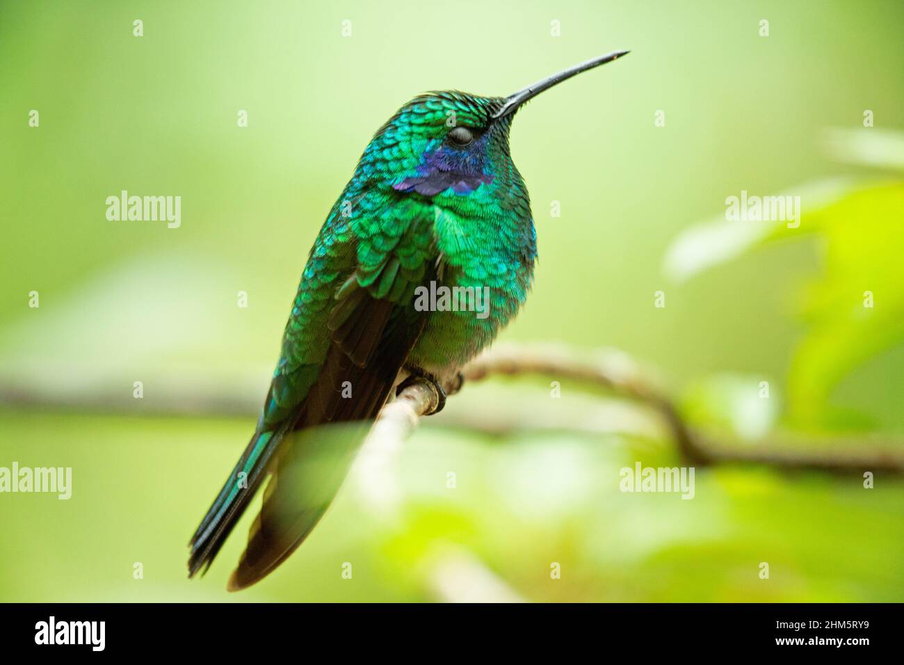 Lesser Violetear hummingbird (Colibri cyanotus) resting with eyes ...