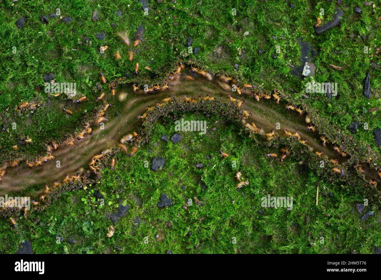 A column of termites (Nasutitermes sp.) on a stone forest trail ...