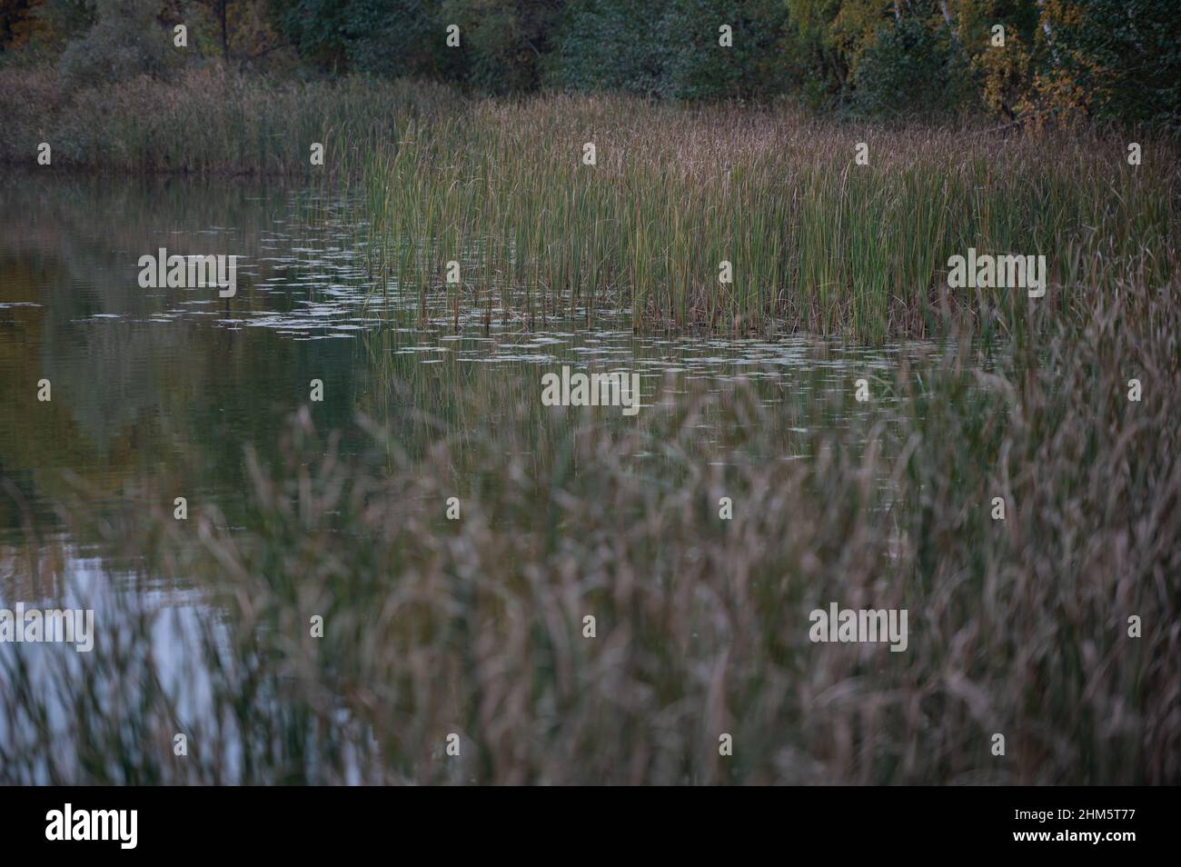 The Pripyat River viewed from Cafe Pripyat, in Pripyat, Ukraine, near ...