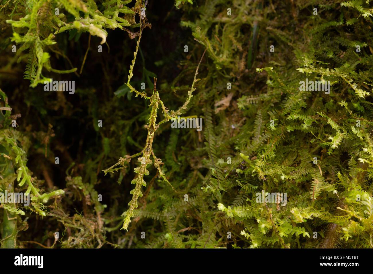 Mossy stick insect (Trychopeplus laciniatus) camouflaged on a cloud ...