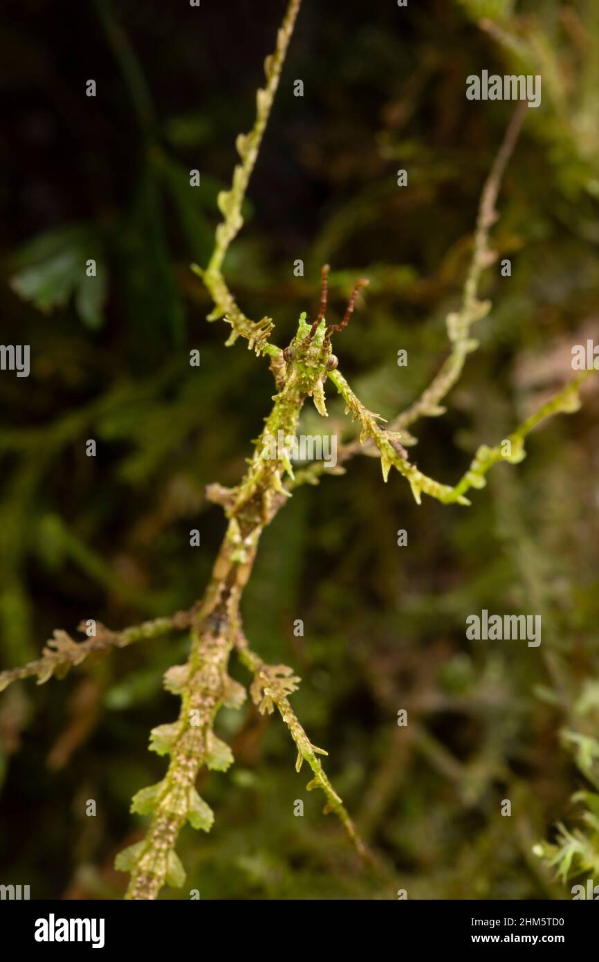 Mossy stick insect (Trychopeplus laciniatus) camouflaged on a cloud ...
