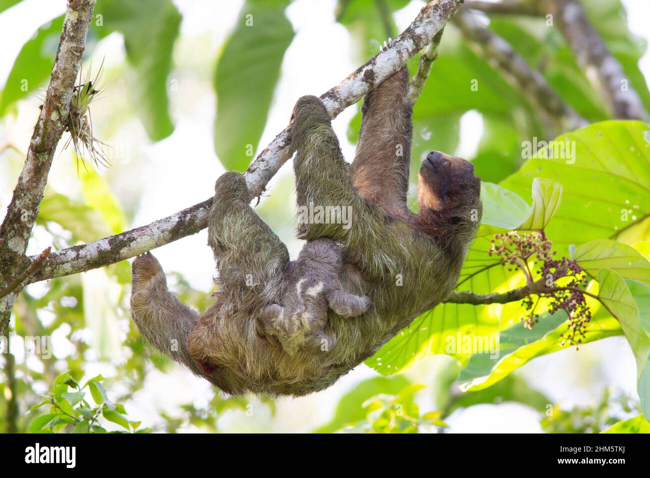 Female Three-toed Sloth (Bradypus variegatus) with one-day old baby in ...