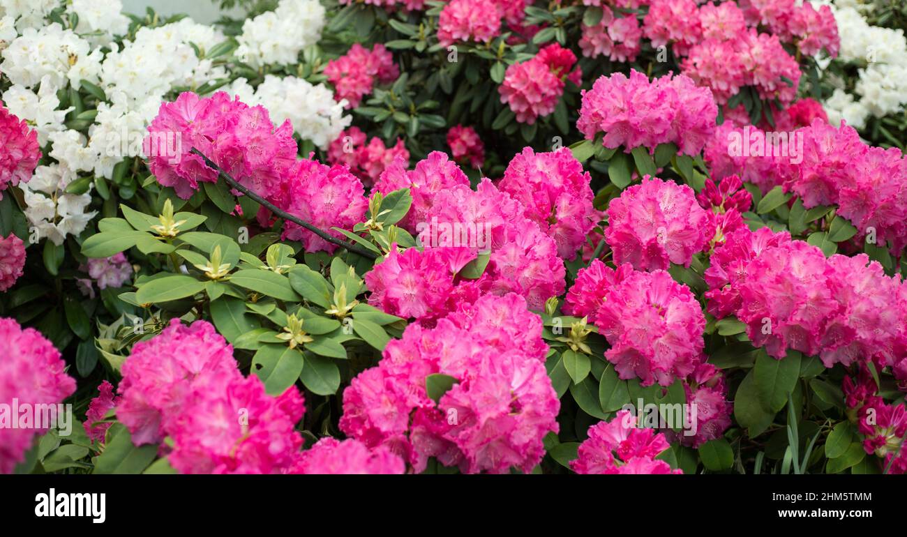 Flowering purple azaleas in the spring garden. Horizontal closeup image ...