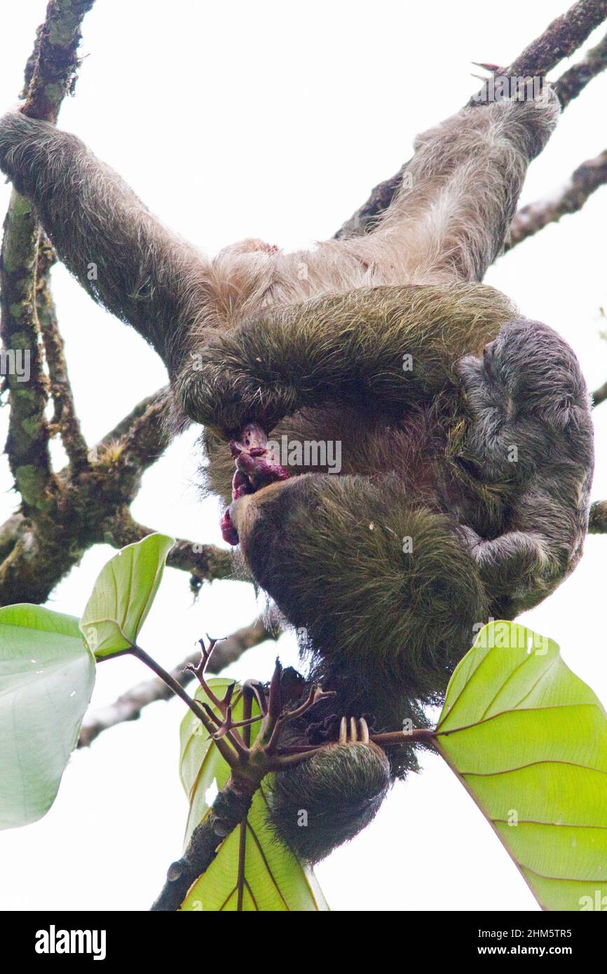 Female Three-toed Sloth (Bradypus variegatus) with newborn baby. The ...