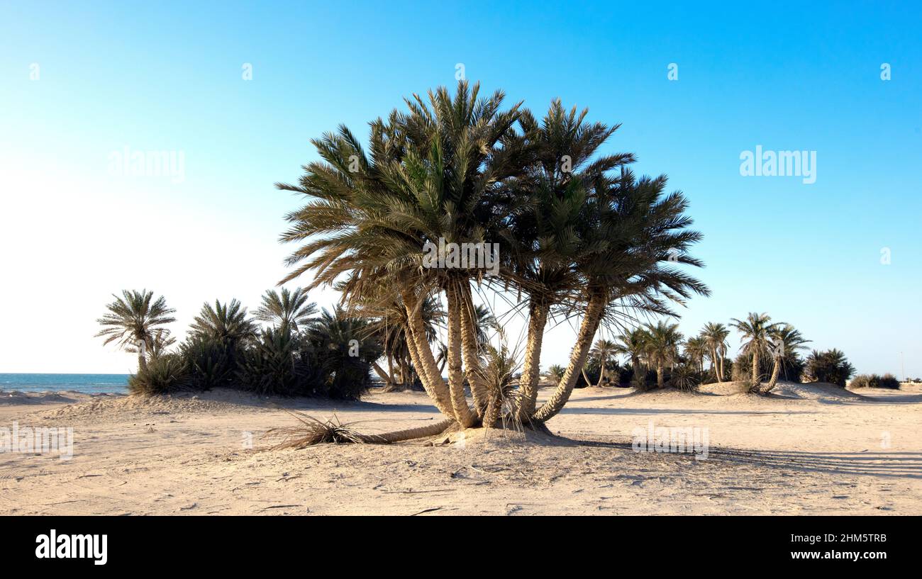 Beautifull view of Umm Bab beach QATAR Stock Photo - Alamy