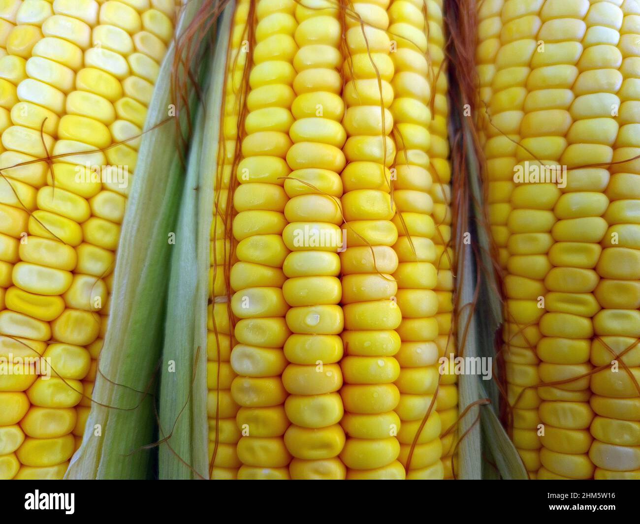 Green corn texture hi-res stock photography and images - Alamy