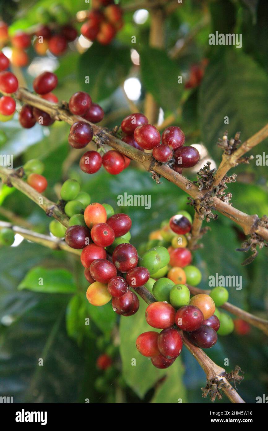 Coffee Bush High Resolution Stock Photography and Images - Alamy