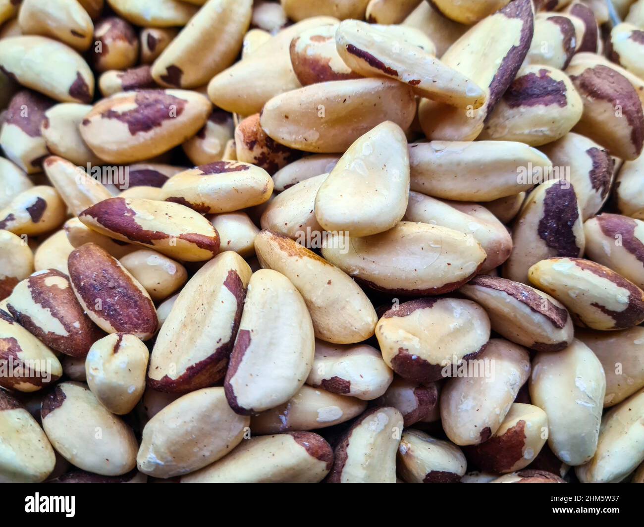 Bertholletia excelsa fruit hi-res stock photography and images - Alamy