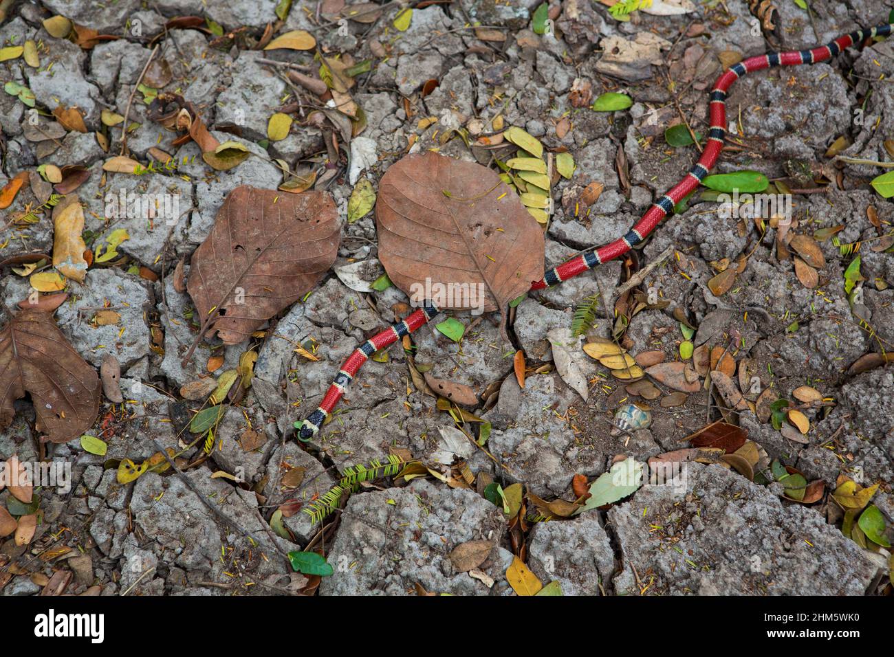 Central American Coralsnake (Micrurus nigrocinctus) hunting on tropical ...
