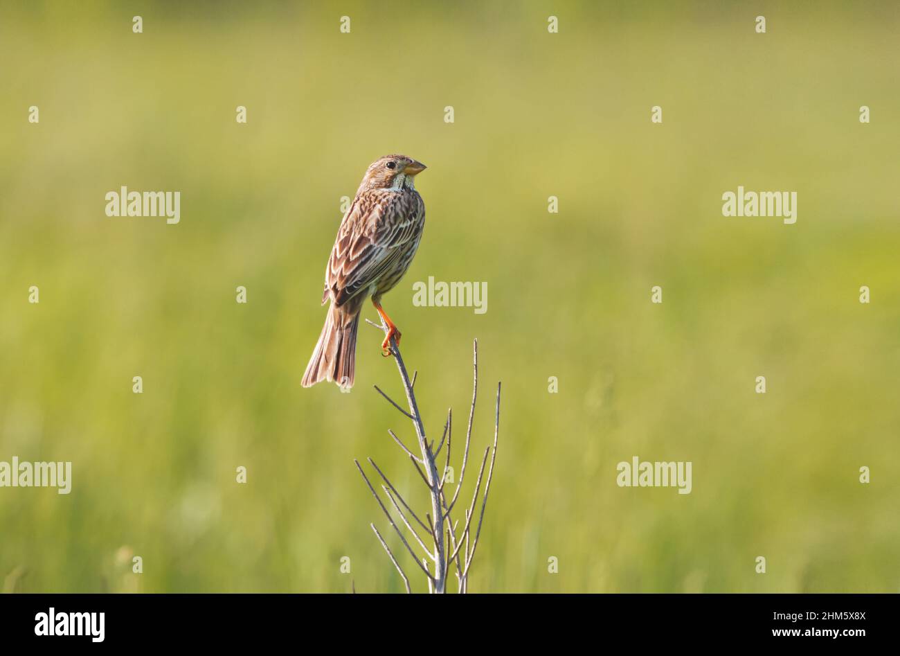 bird sits on a dry bush Stock Photo - Alamy