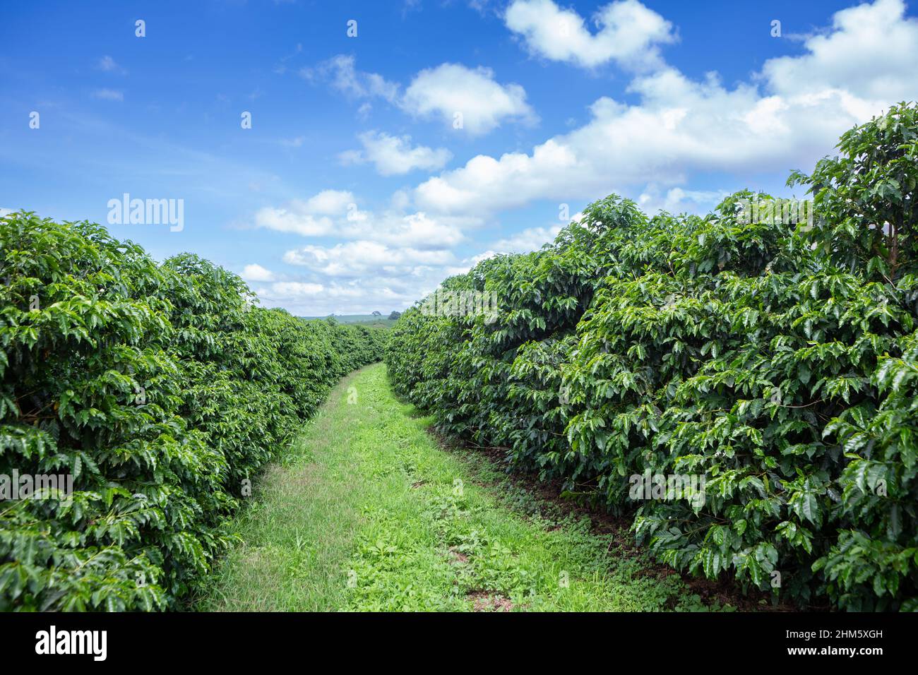View of beautiful arabic coffee plantation on sunny summer day on farm ...
