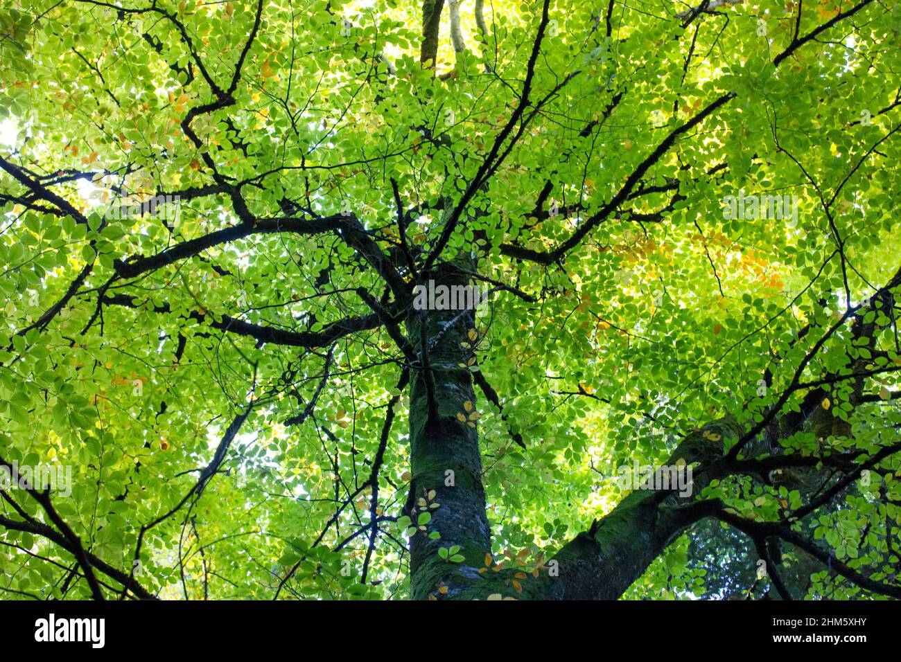 Bottom view of branchy tree with fresh young green foliage on the ...