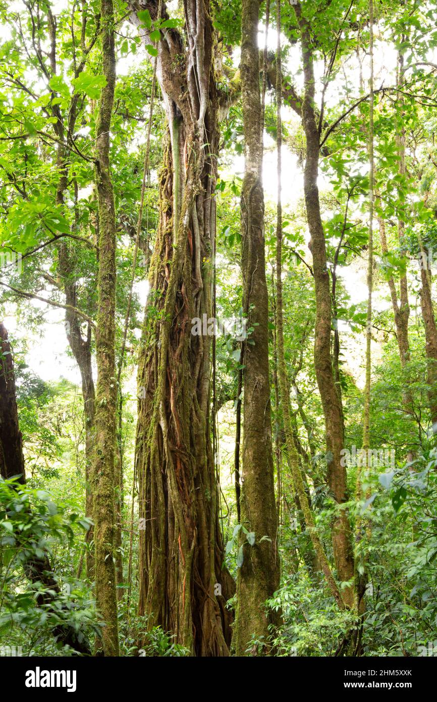 Strangler fig (Ficus sp.) around host tree. Monteverde Cloud Forest ...
