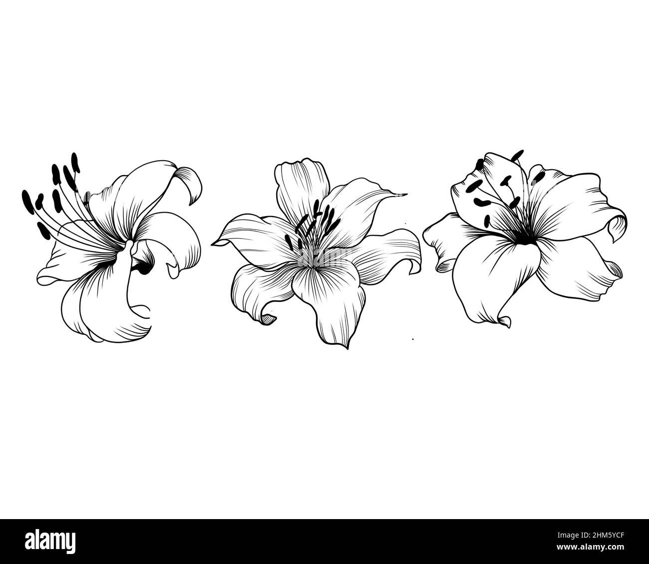 set of detailed sketches of lily flower. botany tattoo.lily isolated on ...