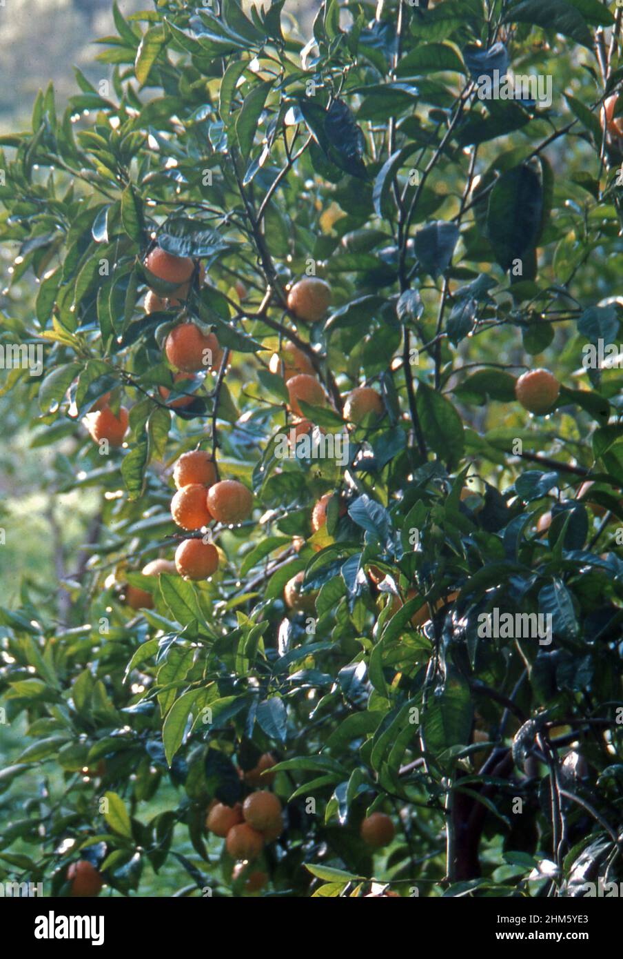 Orange tree (scanned from colorslide Stock Photo - Alamy