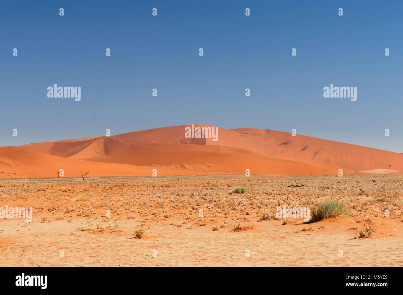 Dunes camel thorn tree , Vachellia erioloba, in the Namib desert ...