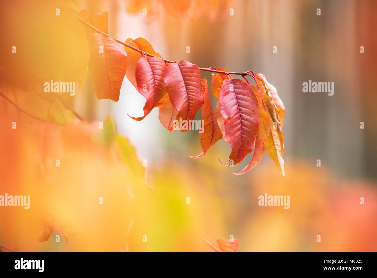 Pin cherry (Prunus pensylvanica) tree leaves in autumn colors Stock ...