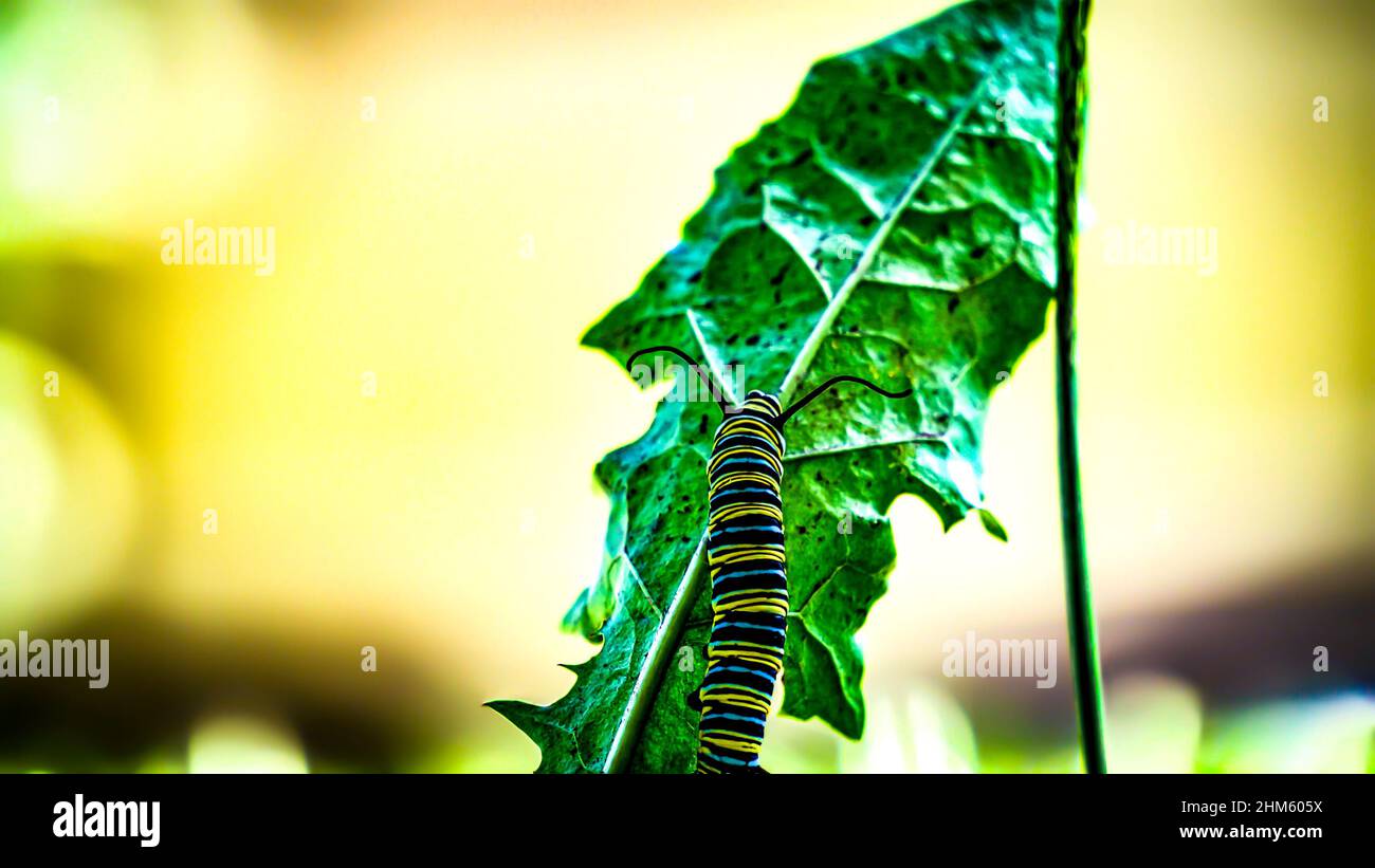 Caterpillar wallpaper hi-res stock photography and images - Alamy