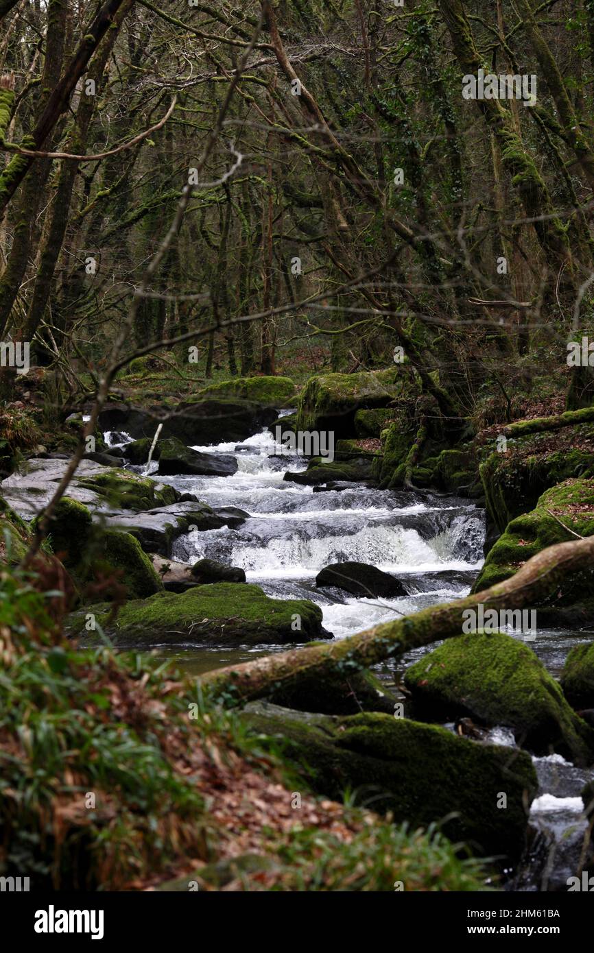The River Fowey, cascading down the Golitha Falls , through a valley ...