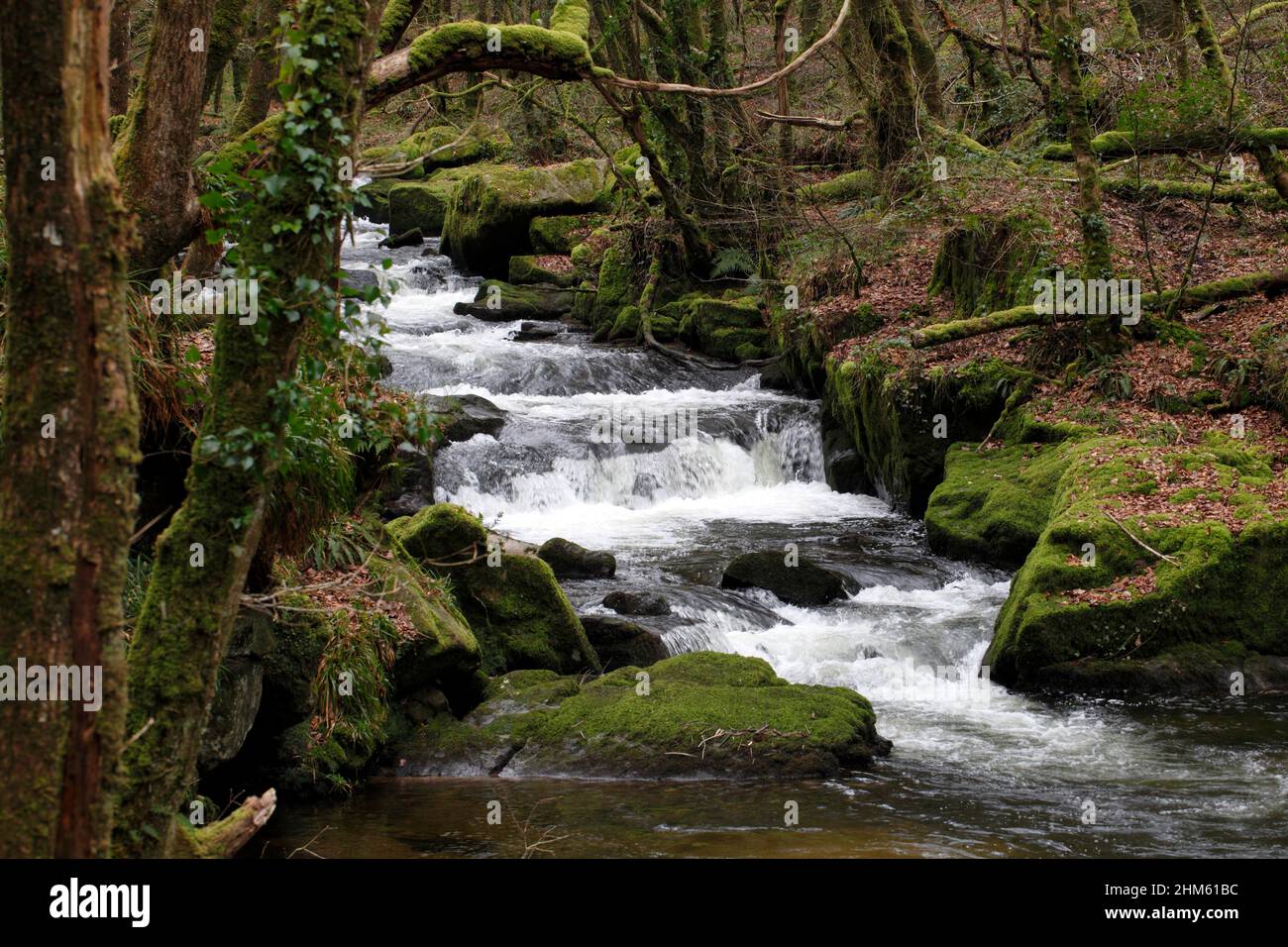 The River Fowey, cascading down the Golitha Falls , through a valley ...